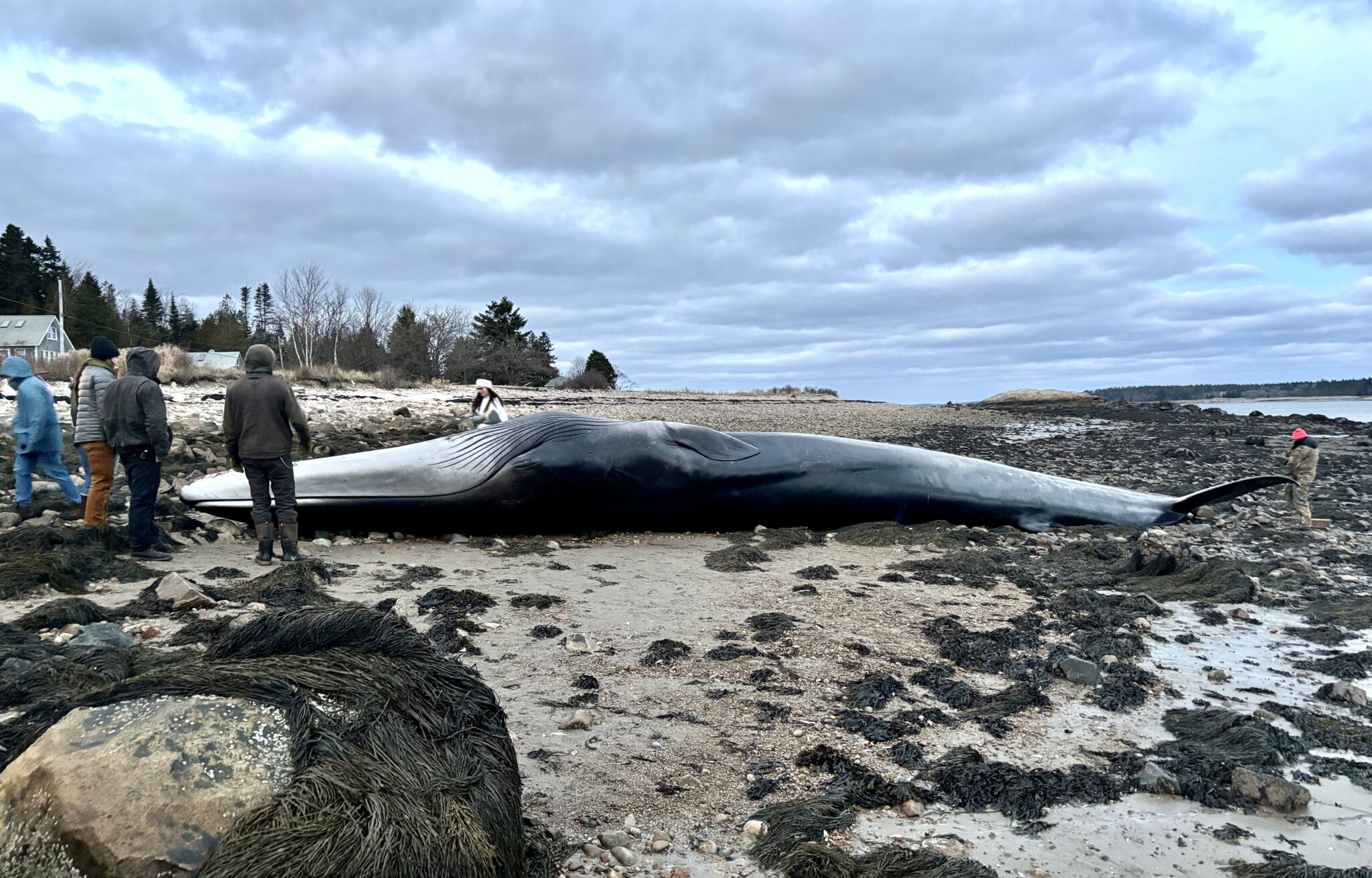 A mystery washes up on the Maine coast: A beached Finback whale – The ...